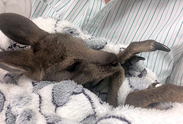 Baby Joey | Beaumont Care