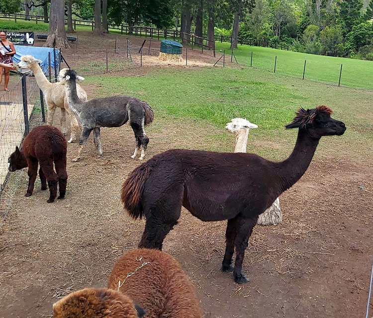 A Pack Of Alpacas! | Beaumont Care